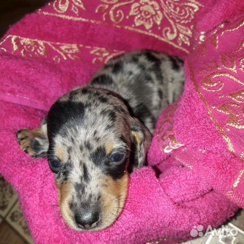 Карликовая мраморная такса