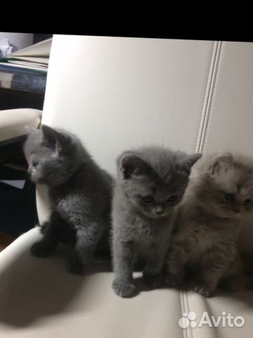 Котята Британцы