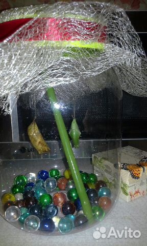 Куколки живых бабочек мини-ферма В подарок