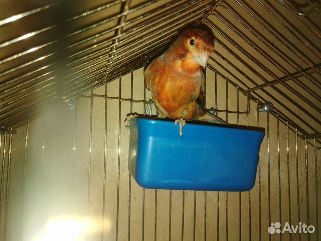 Канарейки, гибриды