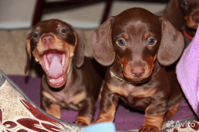 Щенки такса кроличья шоколад