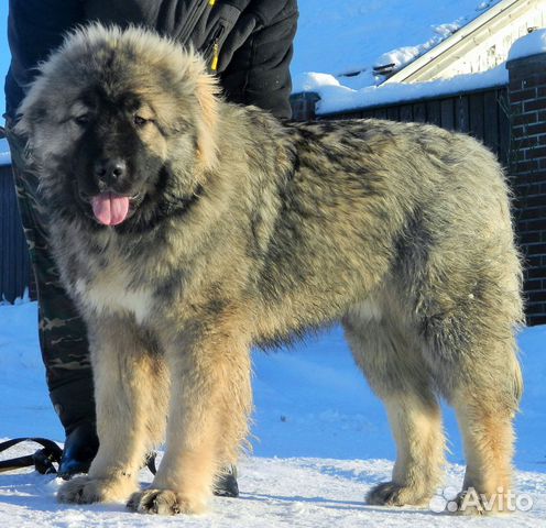 Кавказская овчарка, подросток кобель