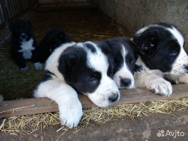 Щенки от Чемпиона
