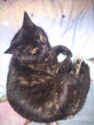 Отдам в добрые руки