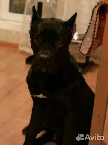 Щенок Коне Корсо 6 мес