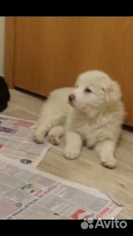 Отдаю в добрые руки