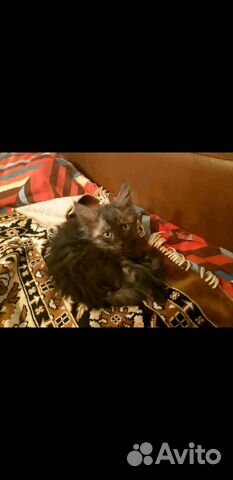 Котенок