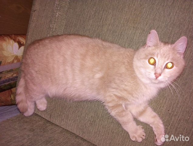 Кот в добрые руки