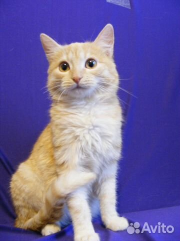 Кэтти - маленькое, рыжее очарование