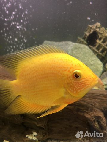 Цихлазома северум или ложный дискус