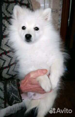 Немецкий Шпиц (мальчик,4мес)