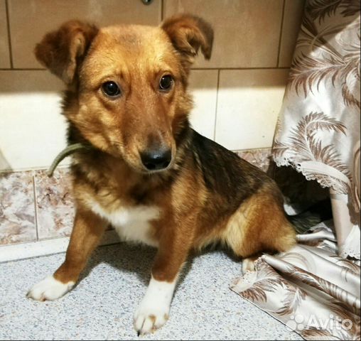 Шелли 2 года 30 см в холке