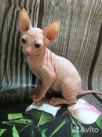 Малыши - голыши