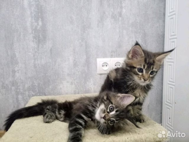 Котята