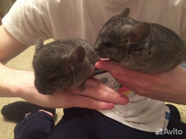 Шиншилла мальчик/девочка 1 мес
