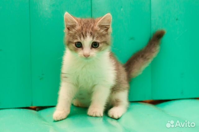 Котёнок Фунтик, 3 месяца