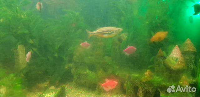 Эксклюзивный аквариум, выполненный на заказ