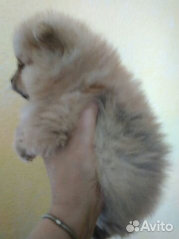 Красавчик померанчик