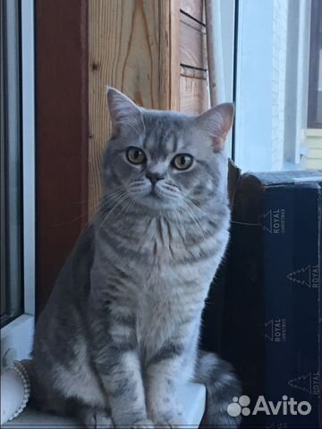 Кот на вязку