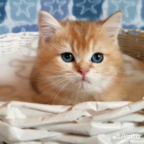 Британский золотой котик