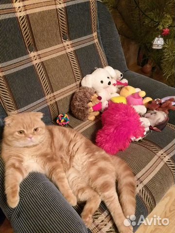 Кот на вязку
