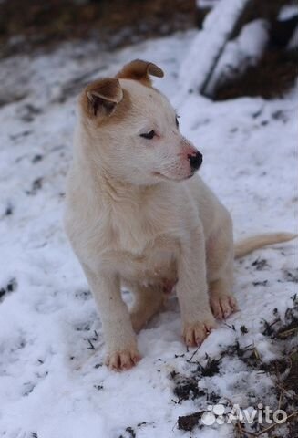 Ищет дом щенок от некрупной собаки Джекки