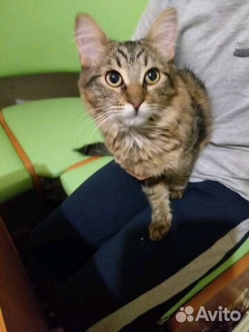 Котенок в добрые руки