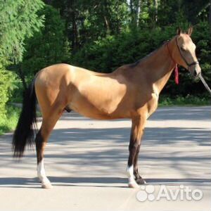 Жеребец на случку