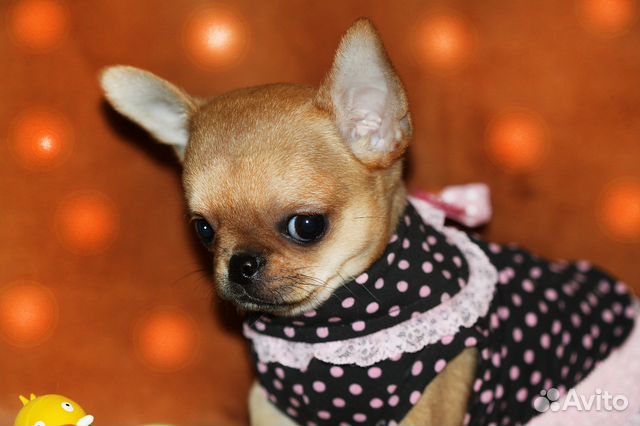 Супер Курносики Чихуахуа