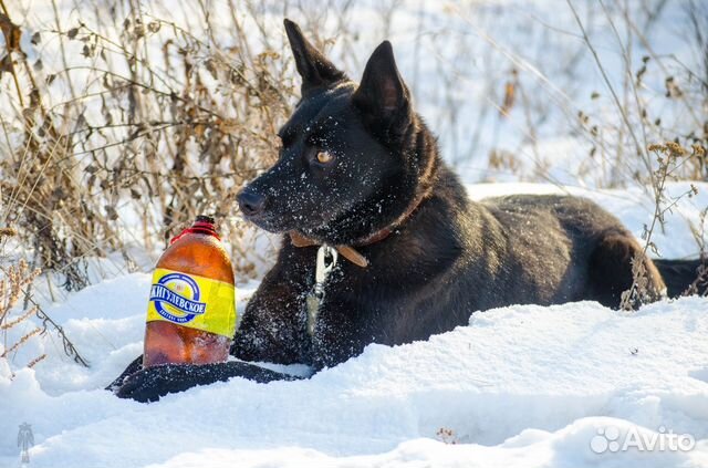 Чарли в поисках дома