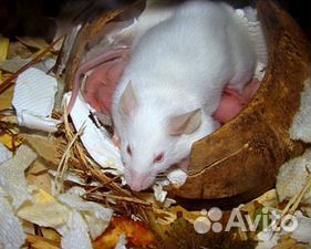 Мышата декоративные