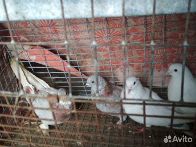 Продажа бойных голубей