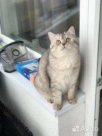 Кот для вязки