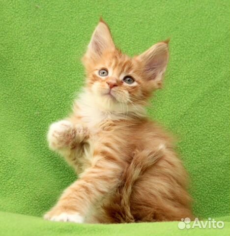 Котик Полидакт 1,5 месяца