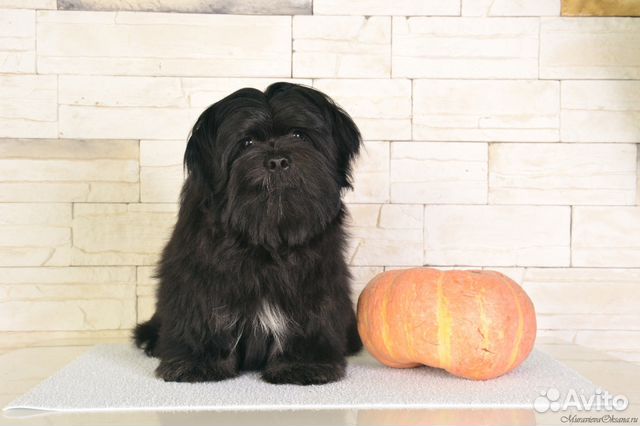 Щенок породы Лхасо Апсо (девочка)