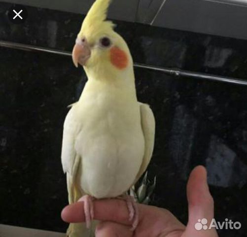 Попугай Корелла