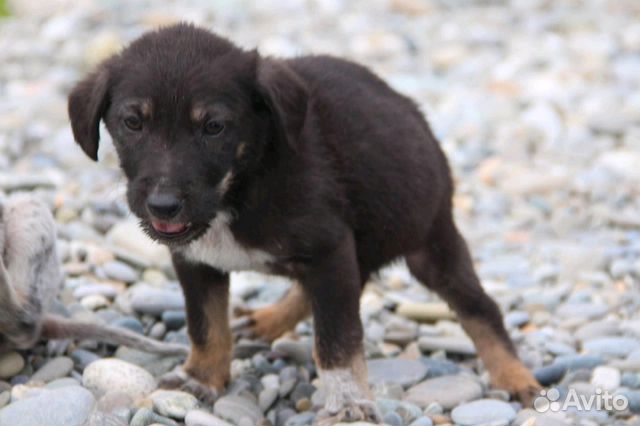 Браун мальчик