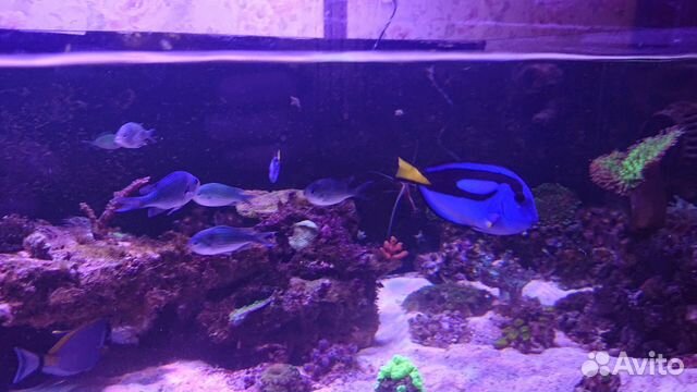 Хирург голубой королевский (Paracanthurus hepatus)