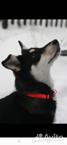 Собака девочка