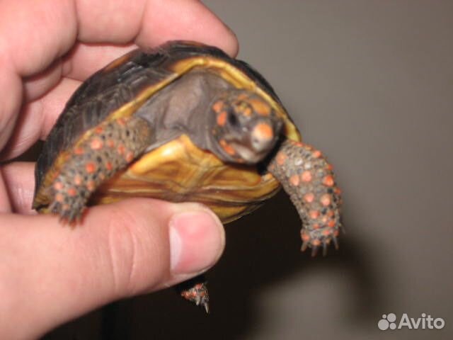 Угольнаые молодые