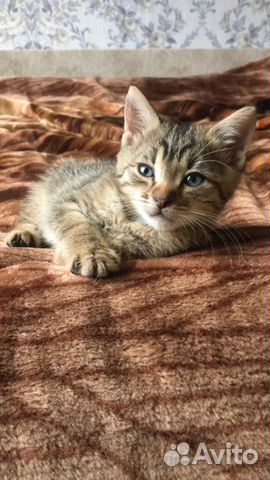 Котенок в добрые руки