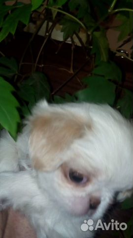 Роскошные детки лучшим родителям