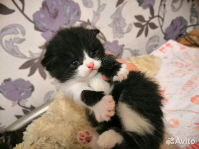 Котята британские вислоухие помесь