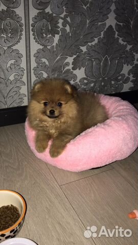 Шпиц померанский