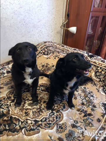 Бетти и Эля в самые добрые и любящие руки