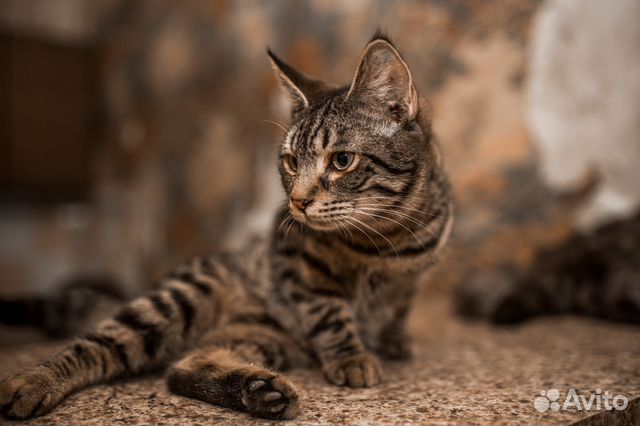 Котик