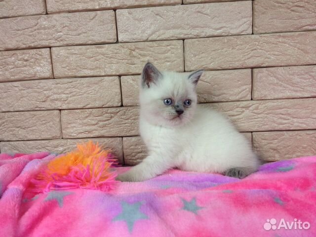 Продам британских белых котят мальчиков