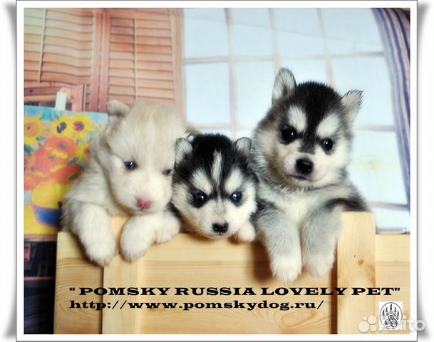 Помски мини хаски