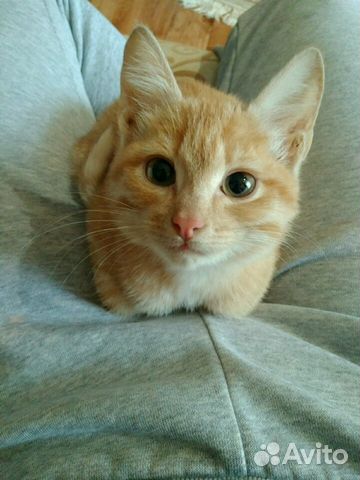 Котенок в добрые руки