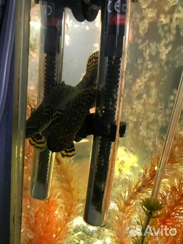 Полиптерус орнатипинис